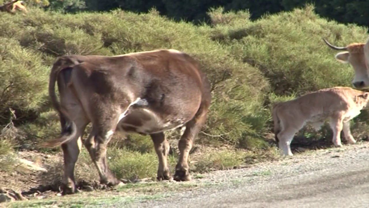 bovini 17 02 20 - YouTube