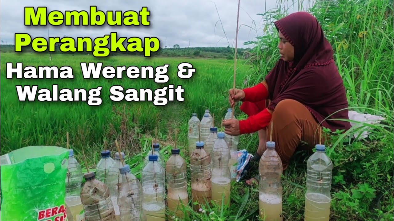 Membuat perangkap hama wereng dan walang sangit - YouTube