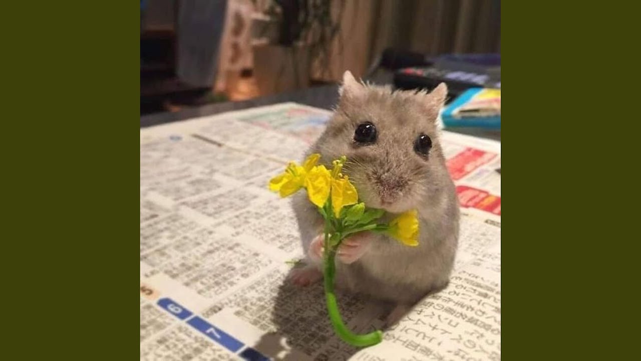 rises the moon (sped up) - YouTube