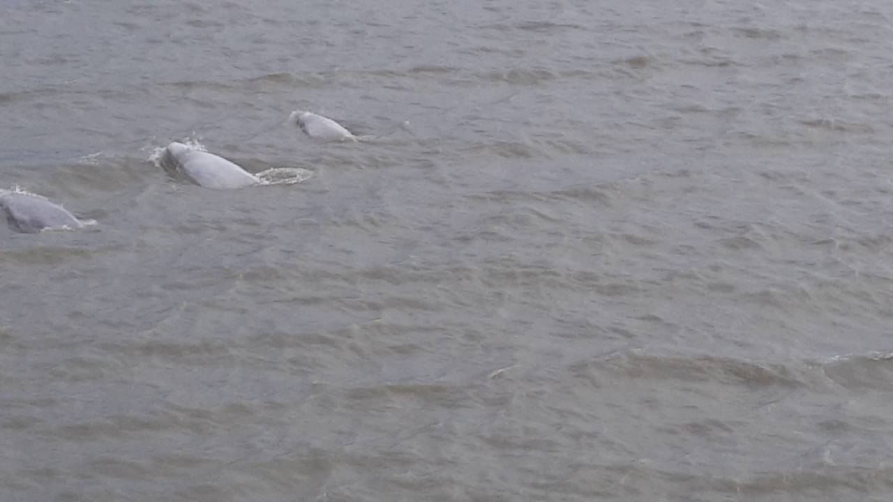 Beluga Whales Turnagain Arm Alaska - YouTube