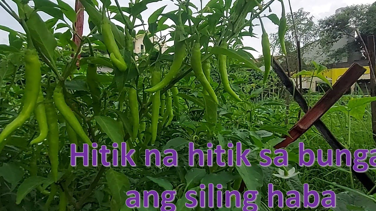 Wow! Hitik na hitik sa bunga ang siling haba - YouTube