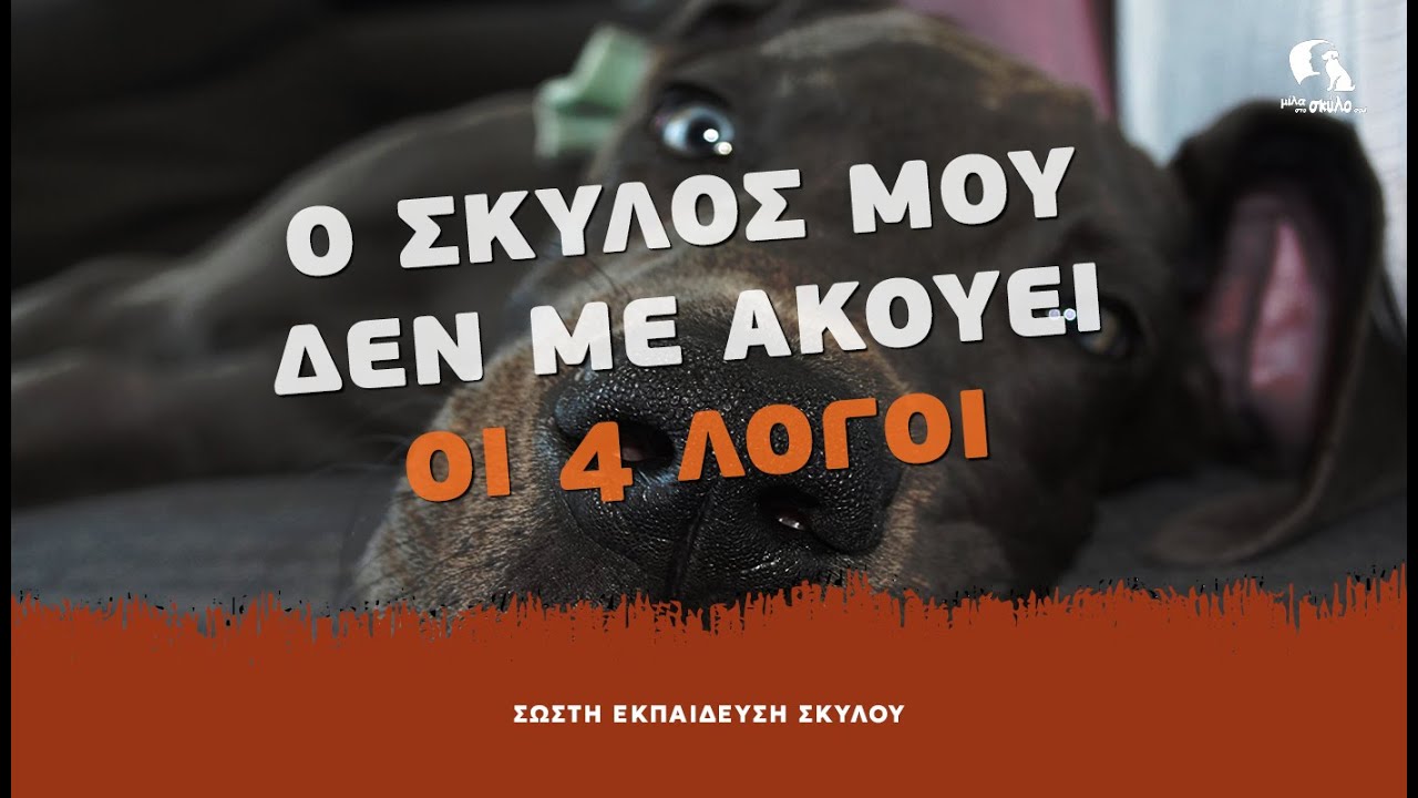 ΣΩΣΤΗ ΕΚΠΑΙΔΕΥΣΗ ΣΚΥΛΟΥ #2: Ο σκύλος μου δεν ακούει - Οι 4 λόγοι - ΜΙΛΑ ...