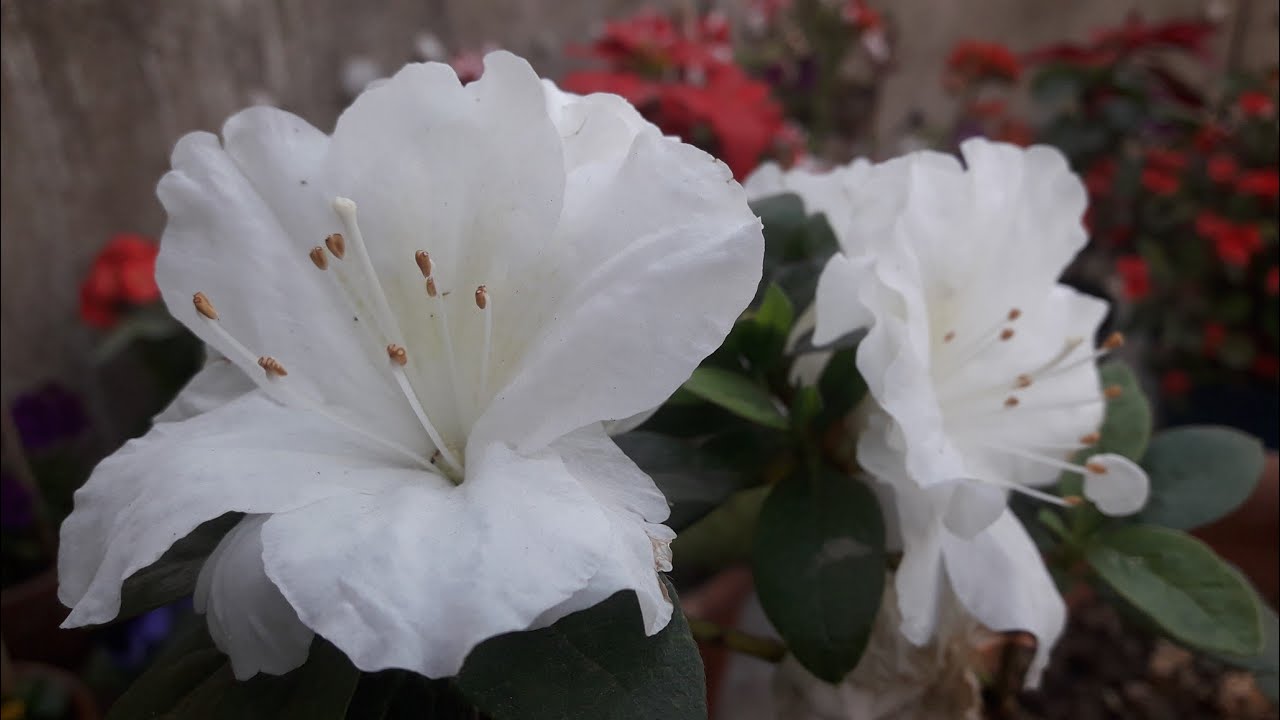 52.AZALEA plant ki information & tips||Information & tips of AZELEA ...