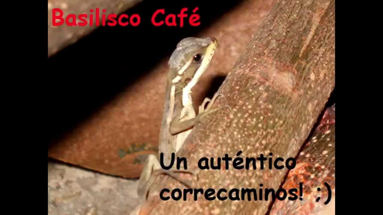 Lagarto de jesucristo o Basilisco Café - YouTube