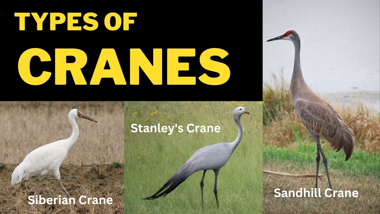 14 Common Types of Cranes - YouTube