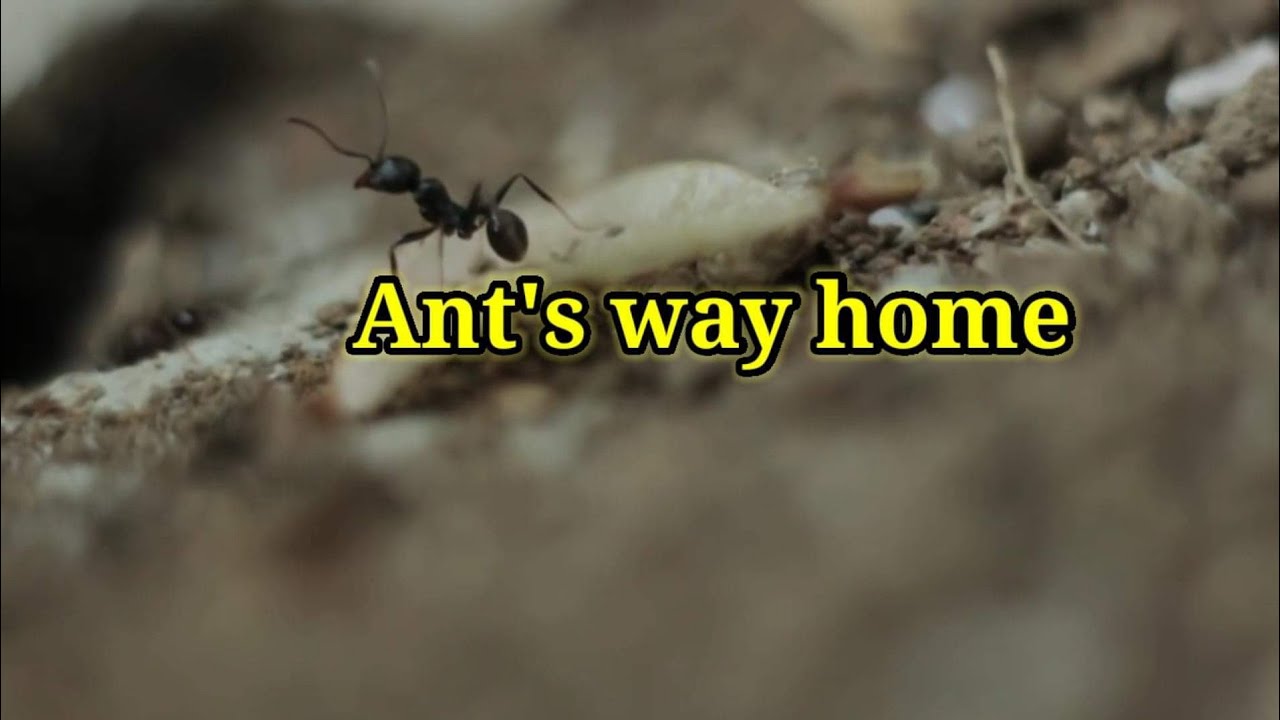 ANT'S WAY HOME / Facts About Ants - YouTube