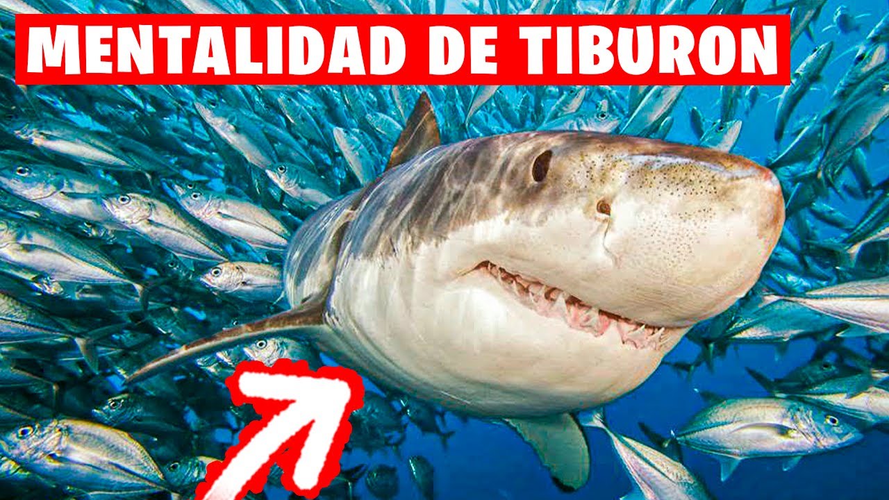 ¿COMO TENER MENTALIDAD DE TIBURON? - YouTube