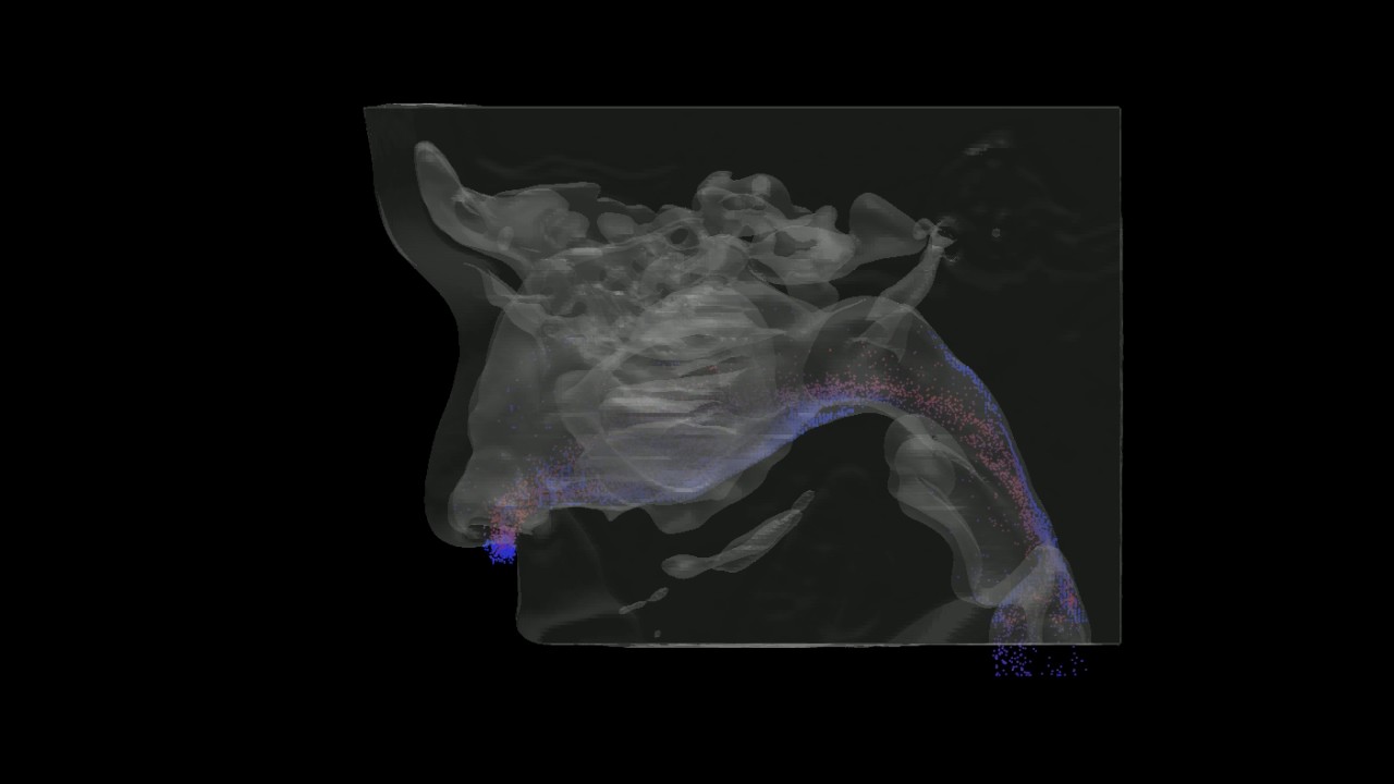 Respiratory System Particle Inhalation - YouTube