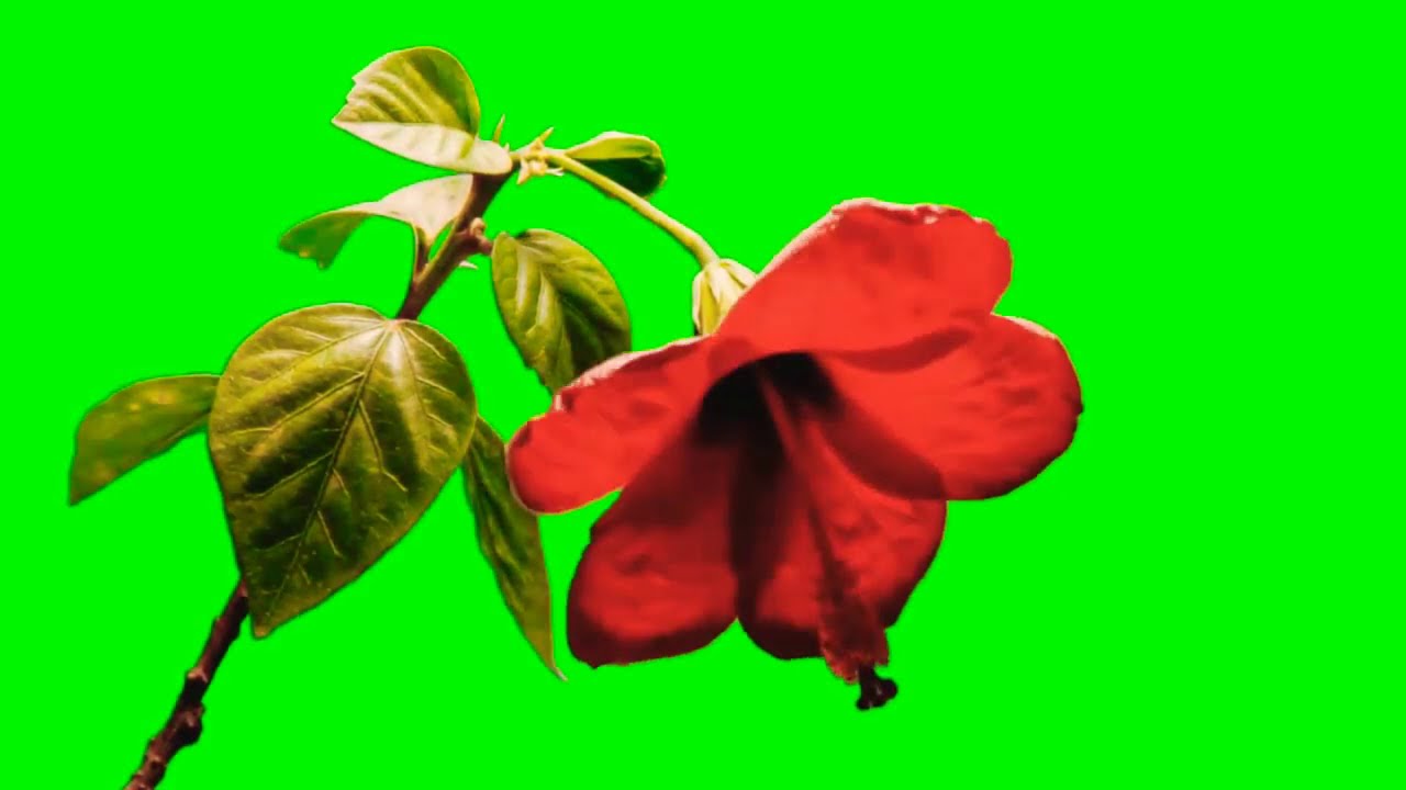 GREEN SCREEN OF BLOOMING FLOWERS FOR VIDEO OPENING - YouTube