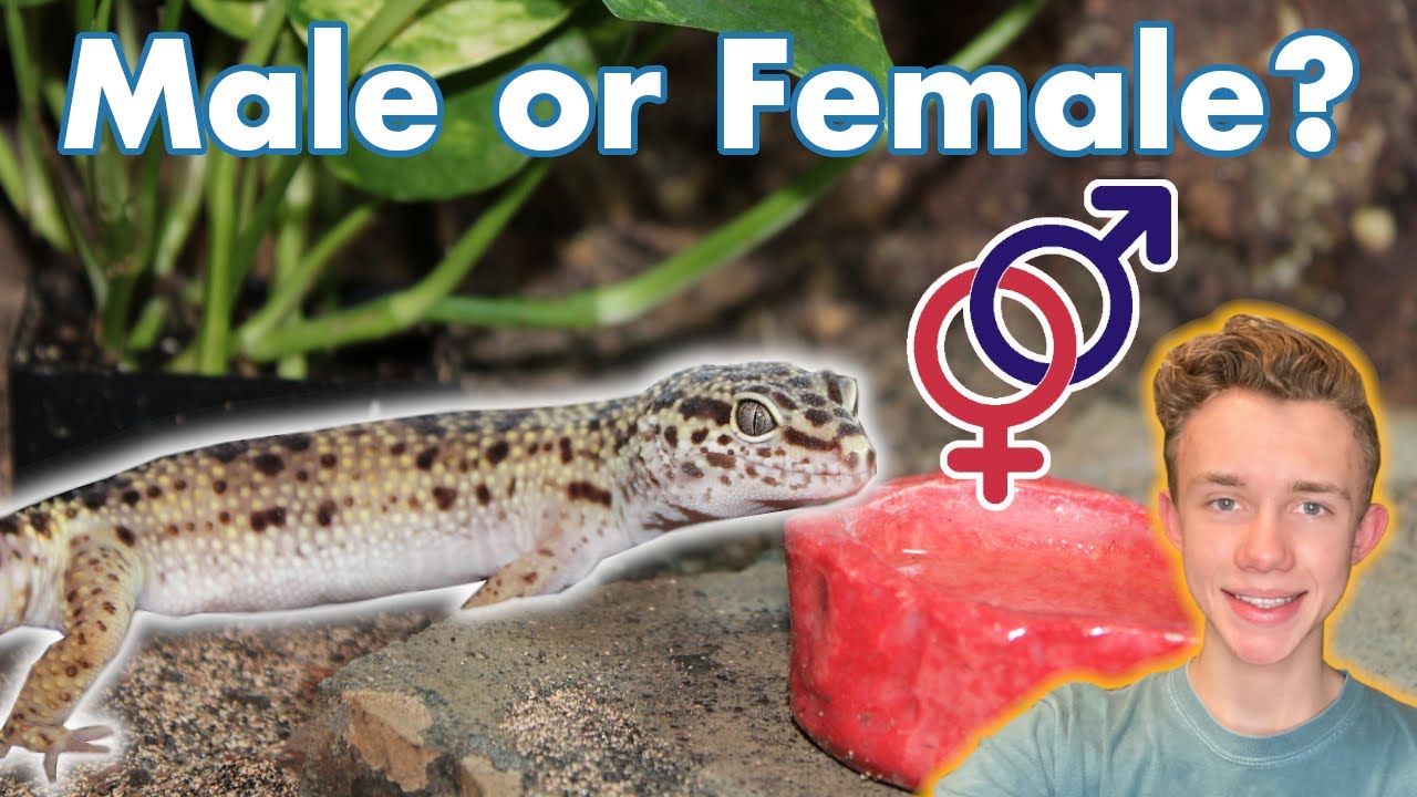 Is Your Leopard Gecko Male or Female? | How to Sex Leopard Geckos - YouTube