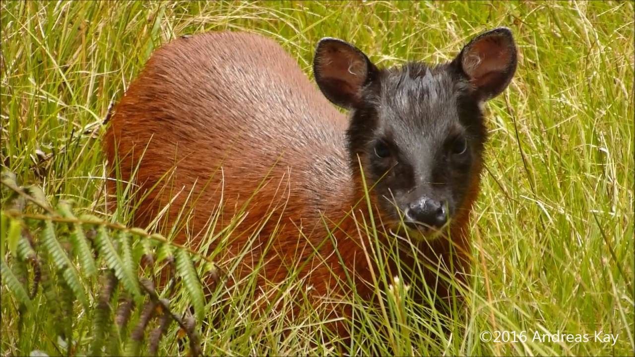 Little Red Brocket - YouTube