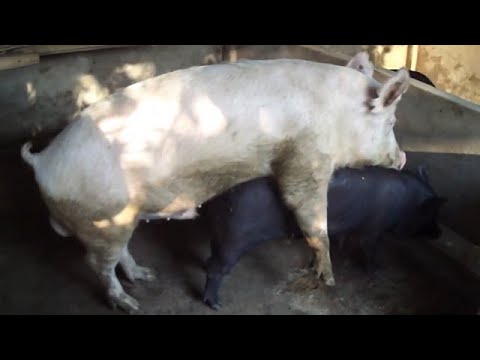 Pig mating 2024!! Large Boar Vs Small Sow🐷Dusama Farms! #101 - YouTube