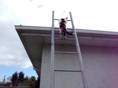 Cat climbs ladder - YouTube