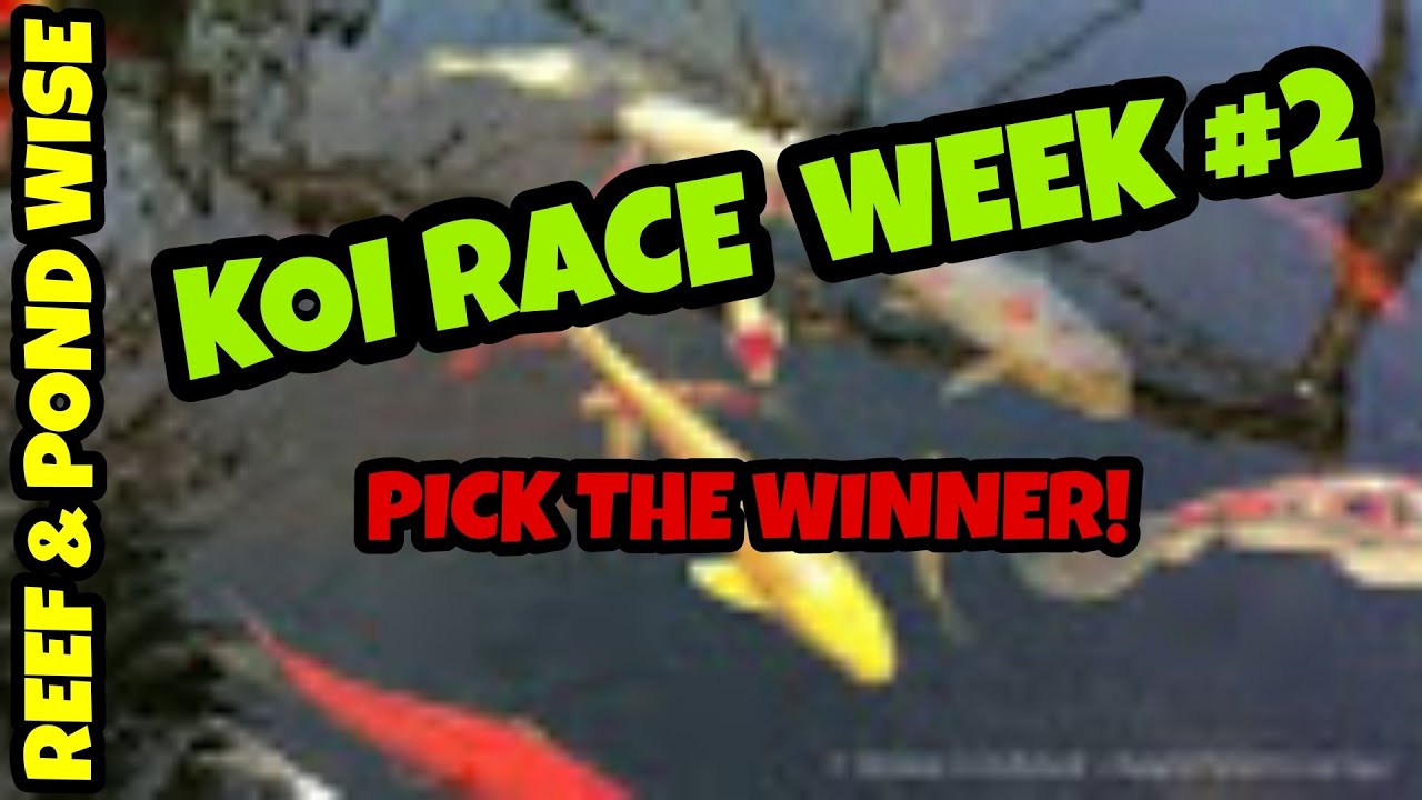 Koi RACING. Which koi will WIN. - YouTube