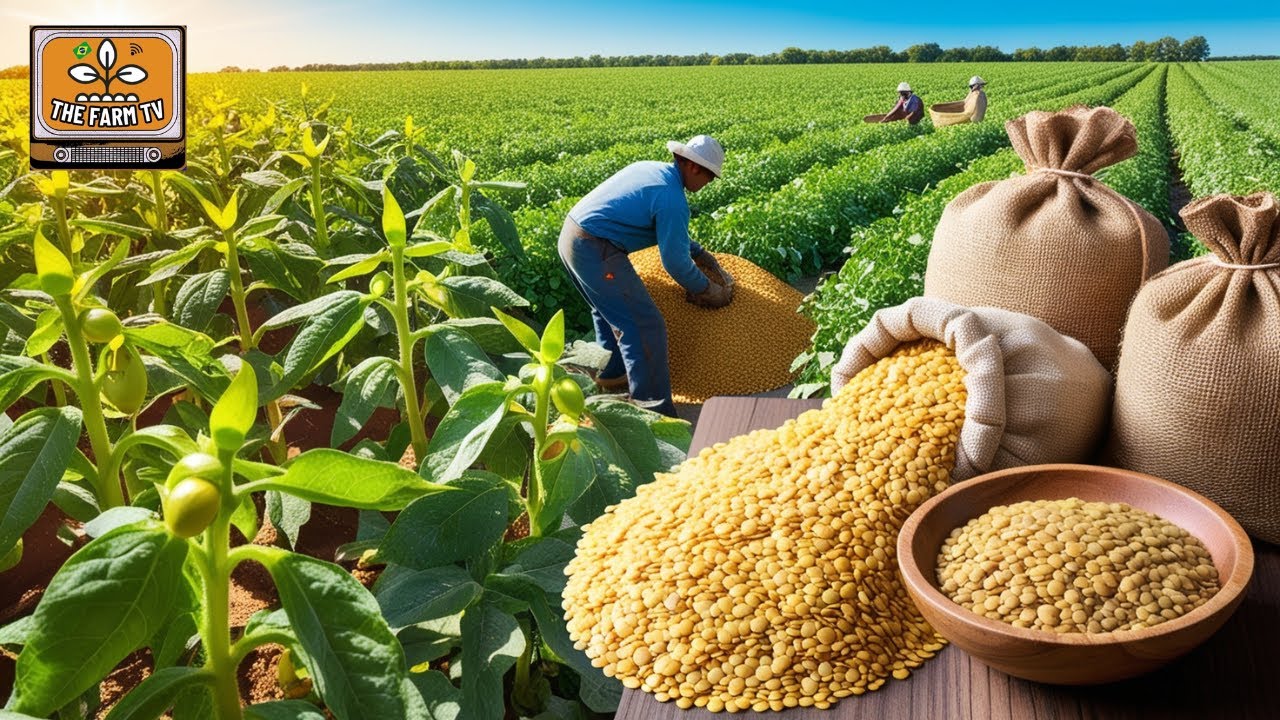 Everyone knows it and has tasted it! Discover how LENTILS are produced ...