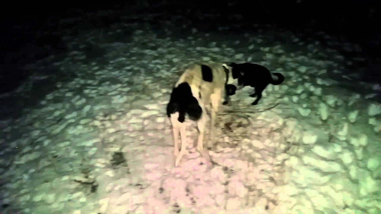 Ghost in back yard? - YouTube