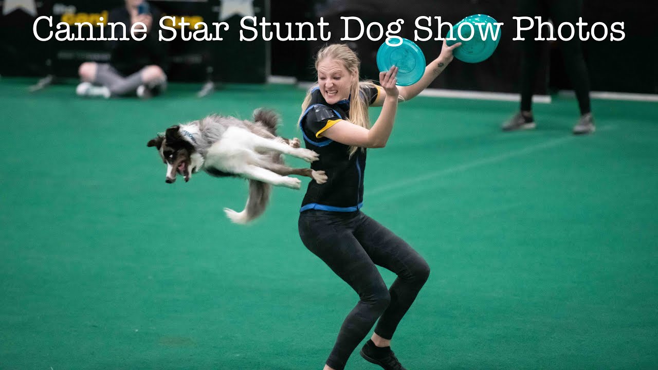 Canine Stars Stunt dog show - YouTube