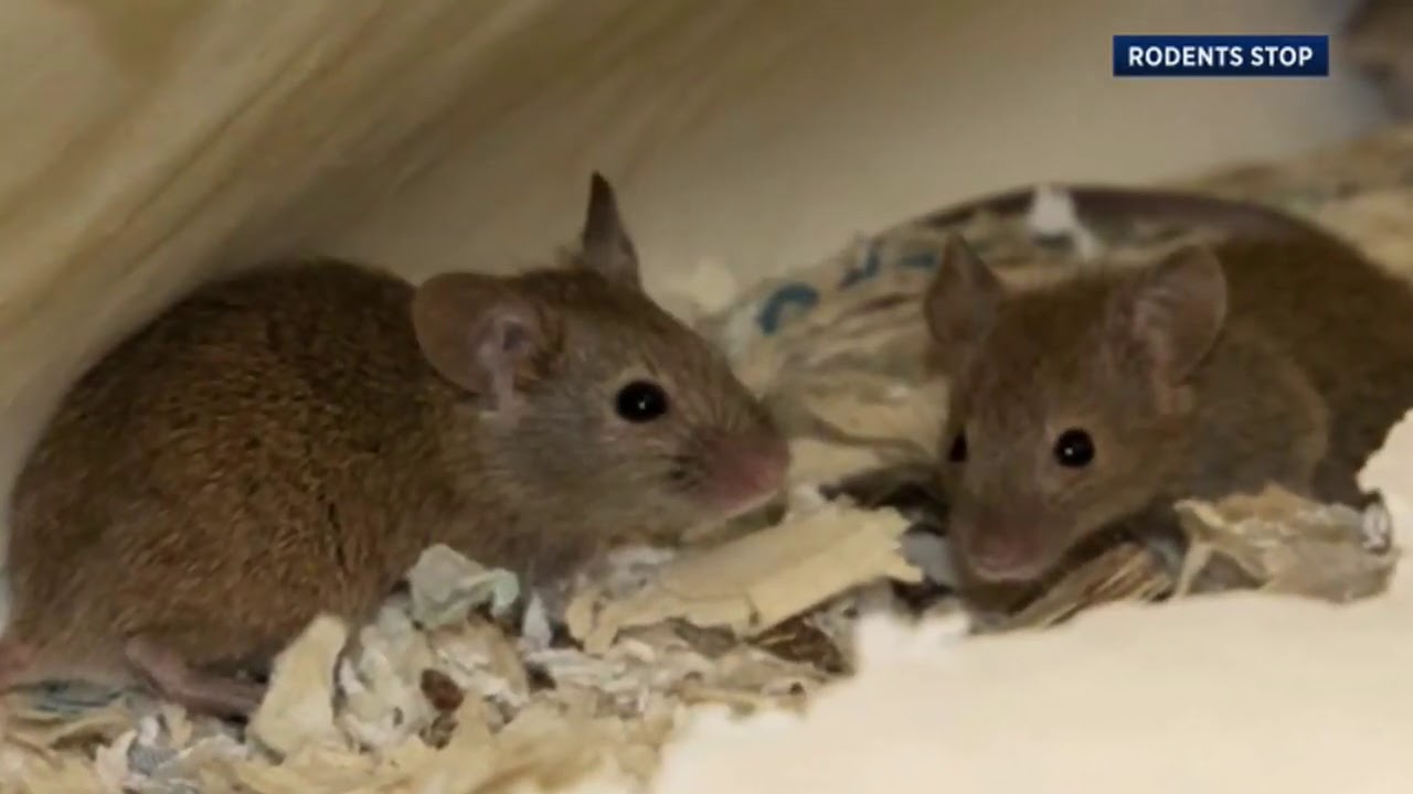 Los Angeles Rat Problem - RATS INVADING HOMES During Covid-19 Pandemic ...