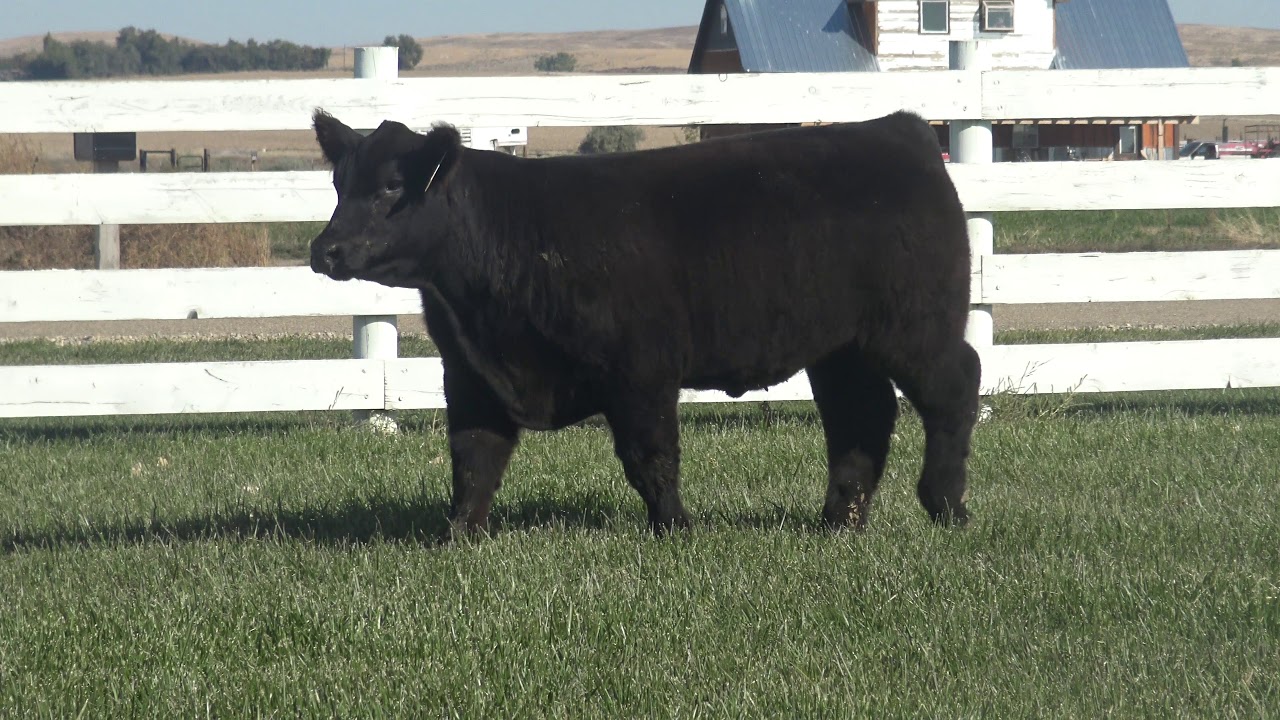 2019 Roche Steer Sale Lot #52 - YouTube