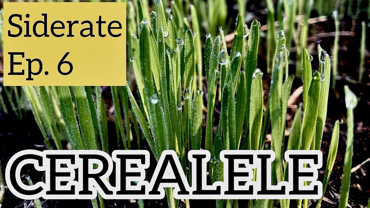 CEREALELE ca ingrasaminte verzi (SIDERATE). Cum procedam? - YouTube