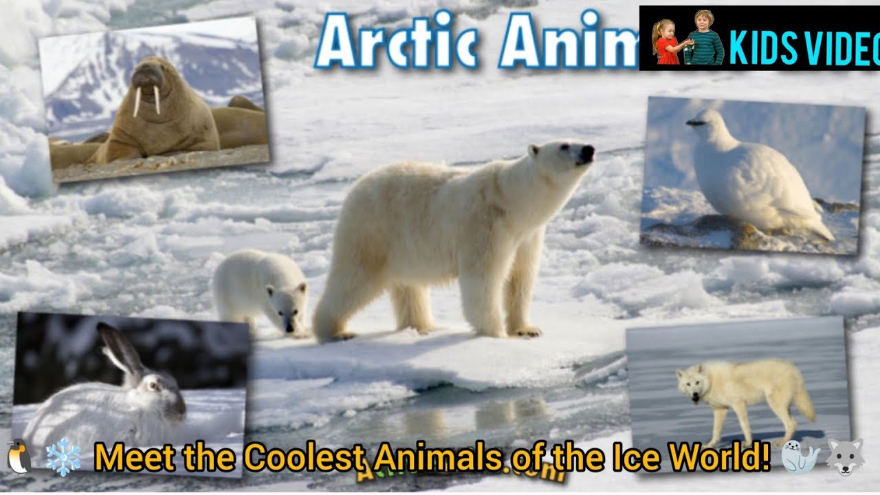 Meet the Coolest Animals of the Ice World - YouTube