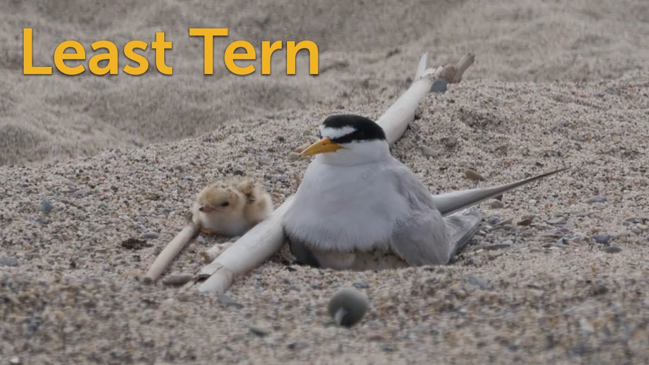 Interior Least Tern
