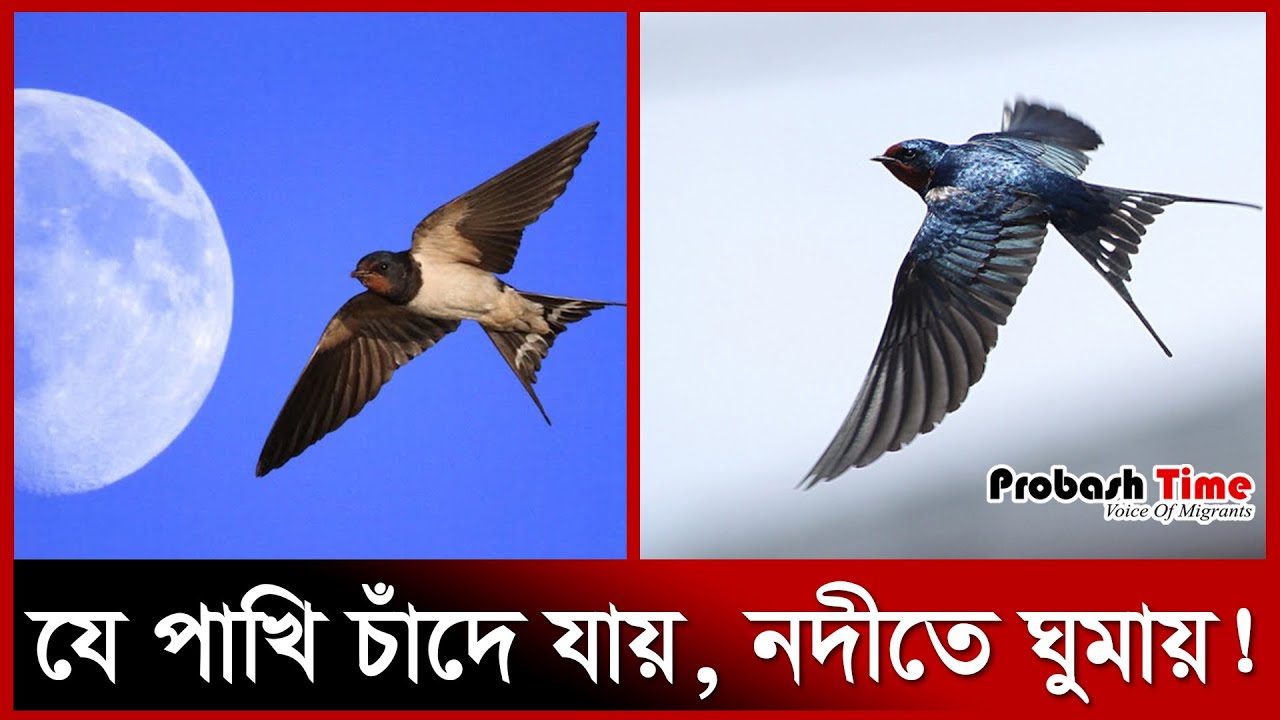 যে পাখি চাঁদে যায়, নদীতে ঘুমায় | Ababil Pakhi | Swallows | Probash Time - YouTube