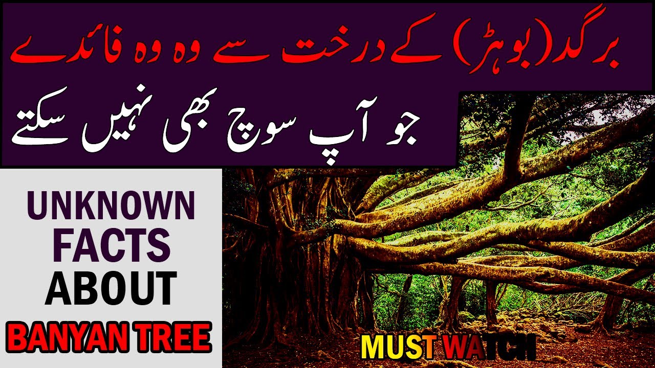 Banyan Tree(Bargad, Burr) Benefits | Urdu/Hindi | Dar ul Hikmat Urdu ...