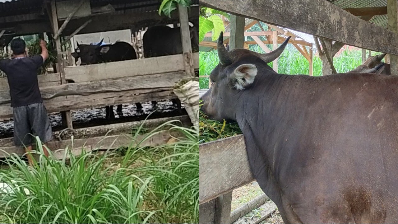 Memberi Makan Rumput Liar Ternak Sapi Bali - YouTube