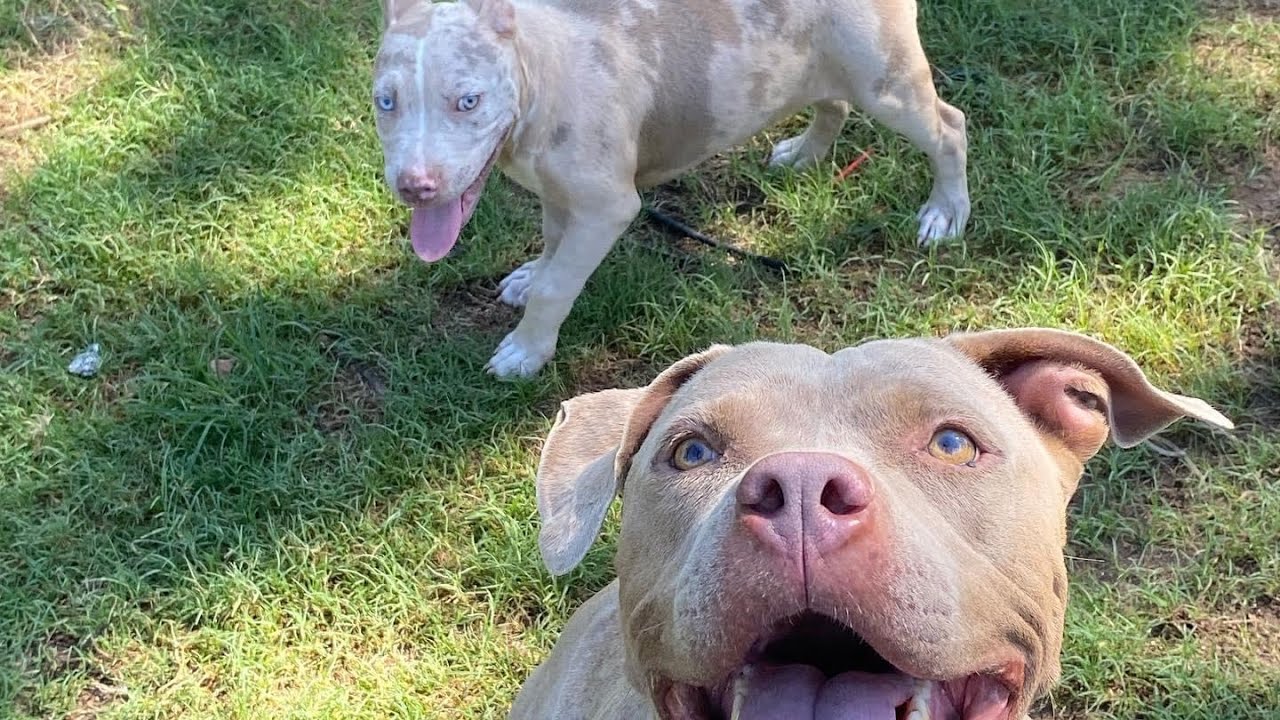 Let All My Dogs Out To Play - YouTube