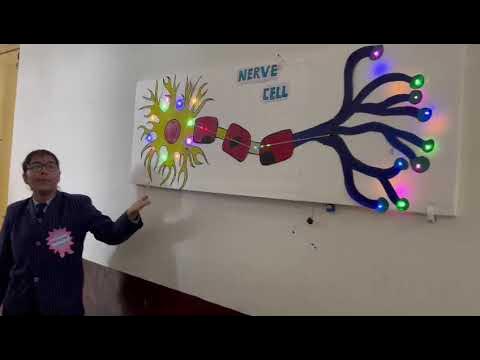 Nerve cells explanation by kumkum 10th class standard. D.R education ...