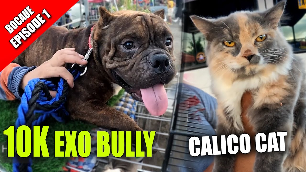 ETO NA BUDGET MEAL EXO BULLY X STANDARD NEGOTIABLE PA - YouTube