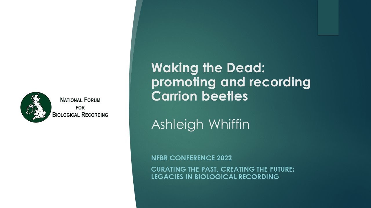 Waking the Dead: promoting and recording Carrion beetles (Ashleigh ...