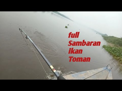 Mancing Toman di sungai Rokan Riau - YouTube