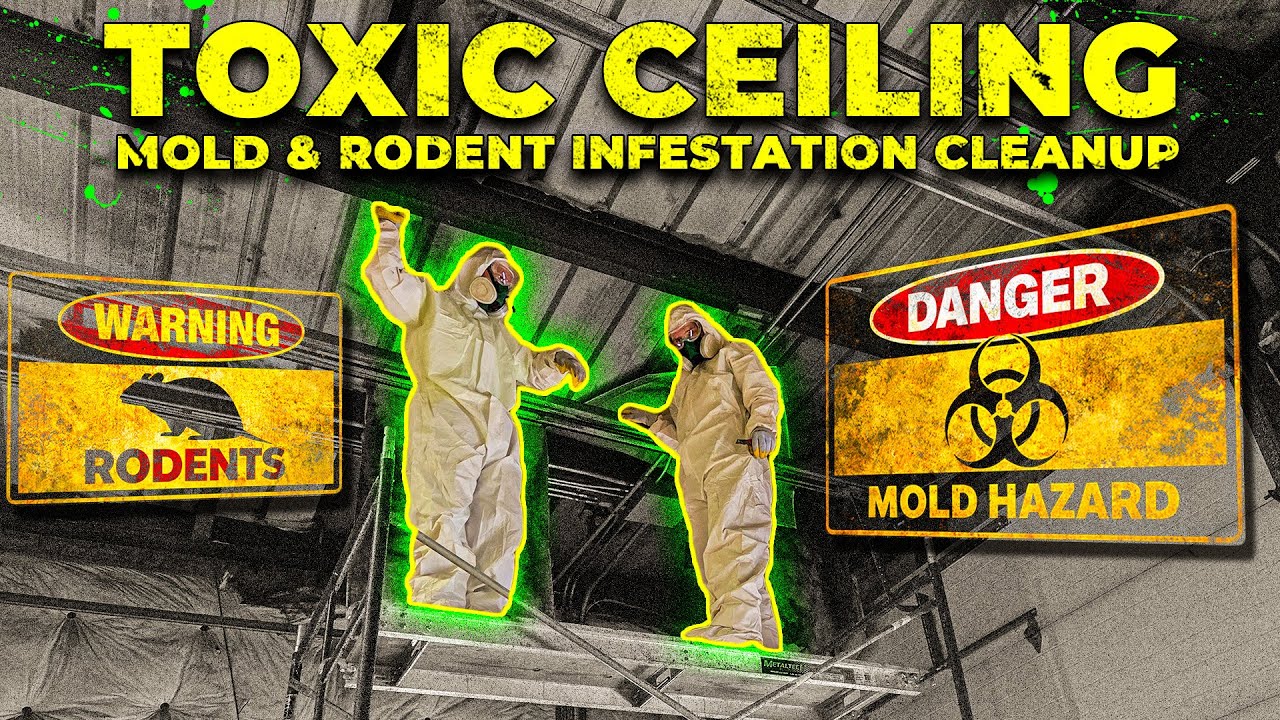 We Tore Out a Toxic Ceiling — Mold & Rodent Infestation Cleanup - YouTube