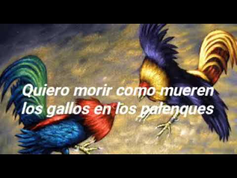 Gallo de pelea (TIGRES DEL NORTE )