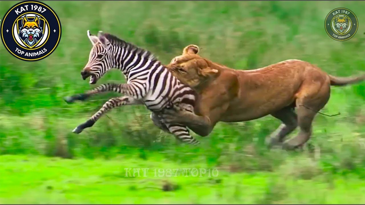 15 Scary MOMENTS Zebras Become Lucrative Prey For Lions, Cheetah and ...