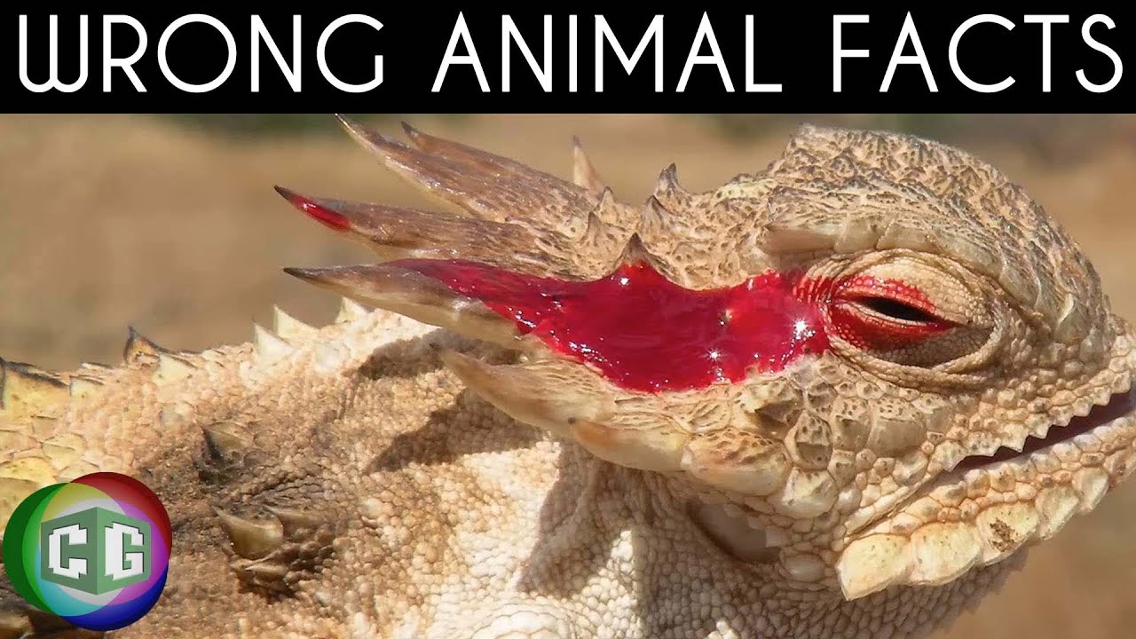 The Truth About Animal Facts That Are Completely Wrong Will Shock You ...