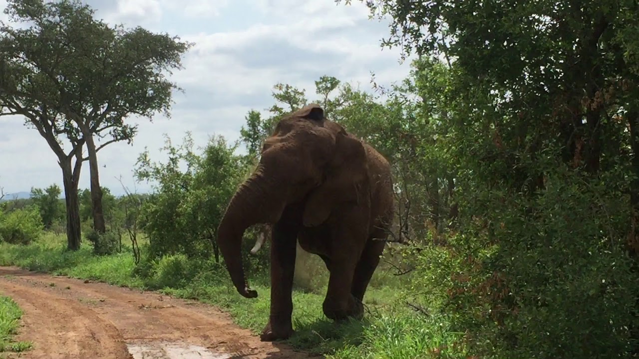 Angry African Bull Elephant Charges Jeep - YouTube
