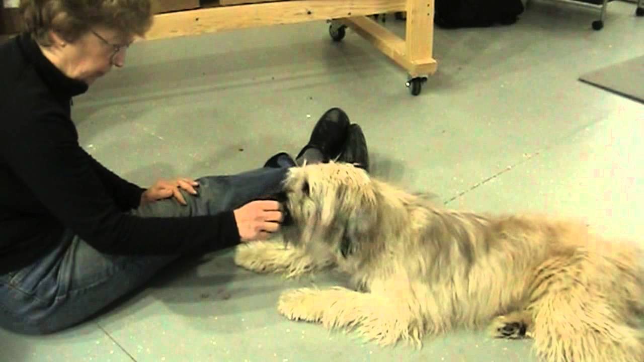 dog self control - YouTube