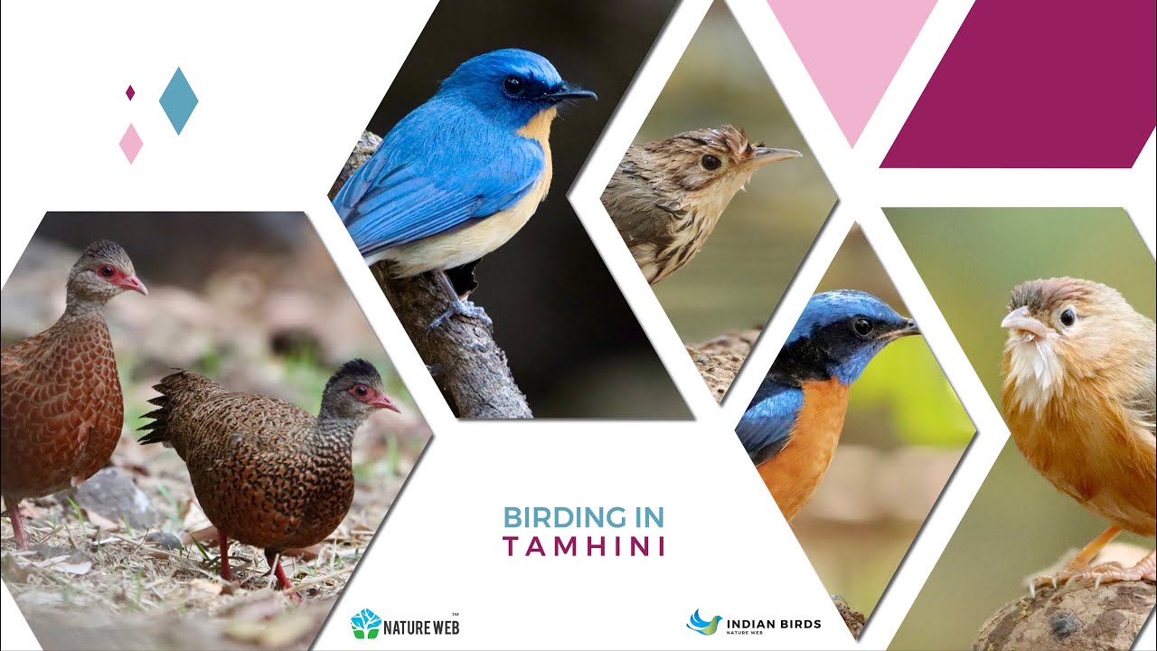 Birding in Tamhini | Bird hides | Part 2 | Tamhini Nature Nest | Nature ...