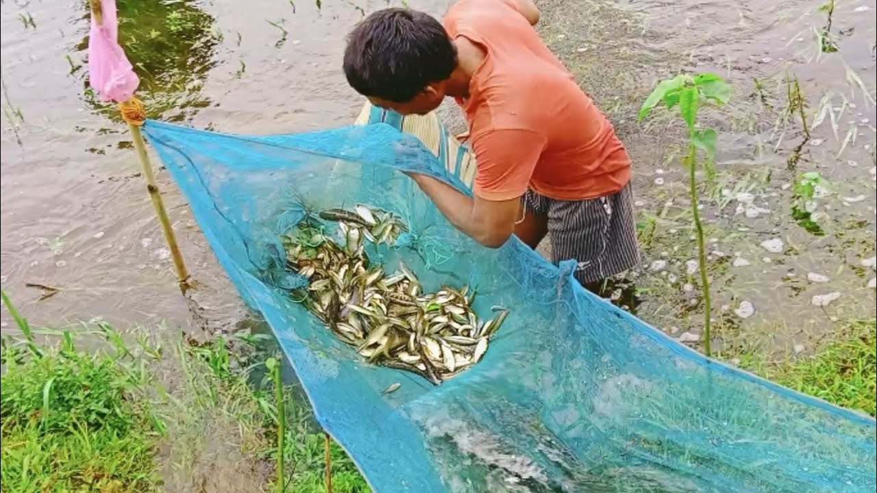 Amazing Net Fishing Video - Best Traditional Net Fishing Video By ...
