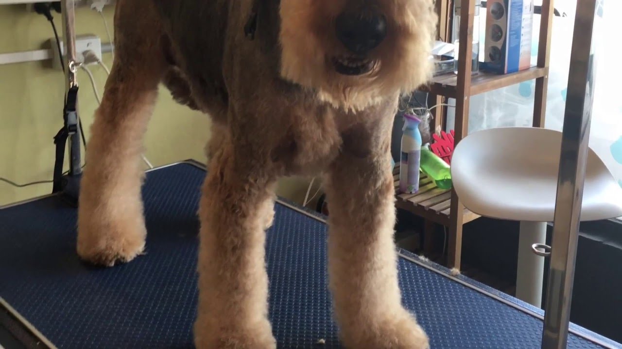 AIREDALE CUT ,WEN'S DOG GROOMING SALON IN MALVERN,MELBOURNE - YouTube