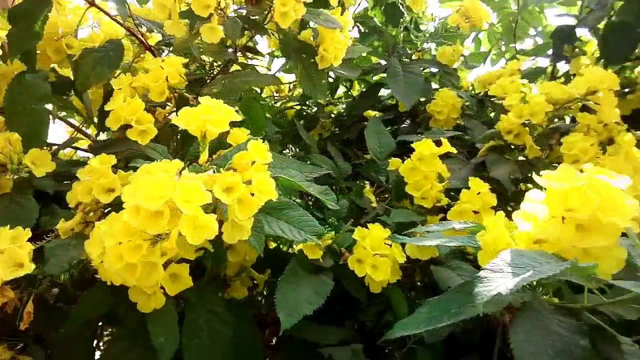 தங்க அரளி அருமை தெரியுமா! Do you know the specialty of the yellow Bells ...