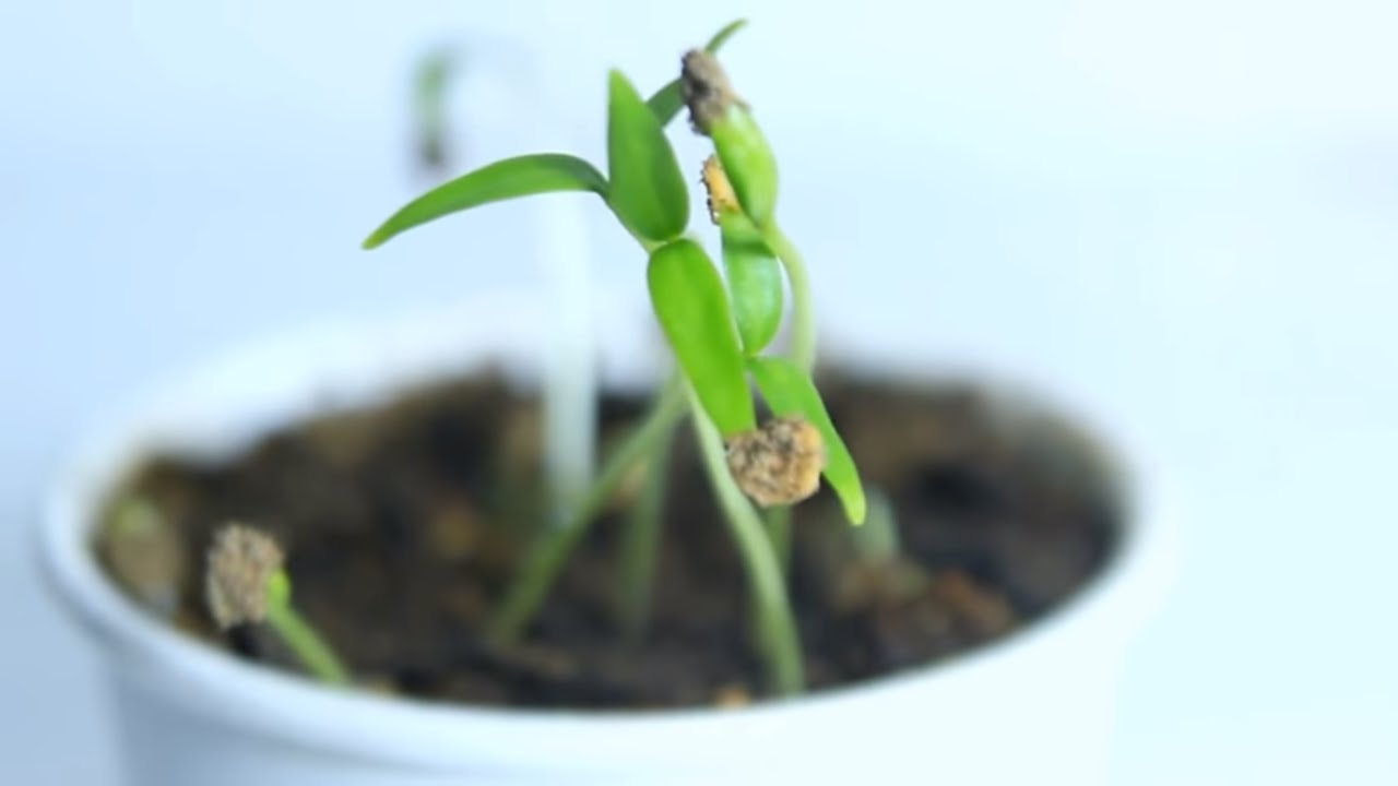 chilli seedling grow - YouTube