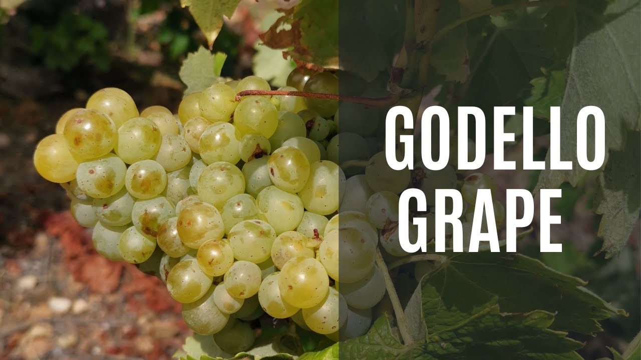 Godello grape variety Vídeo de YouTube - YouTube