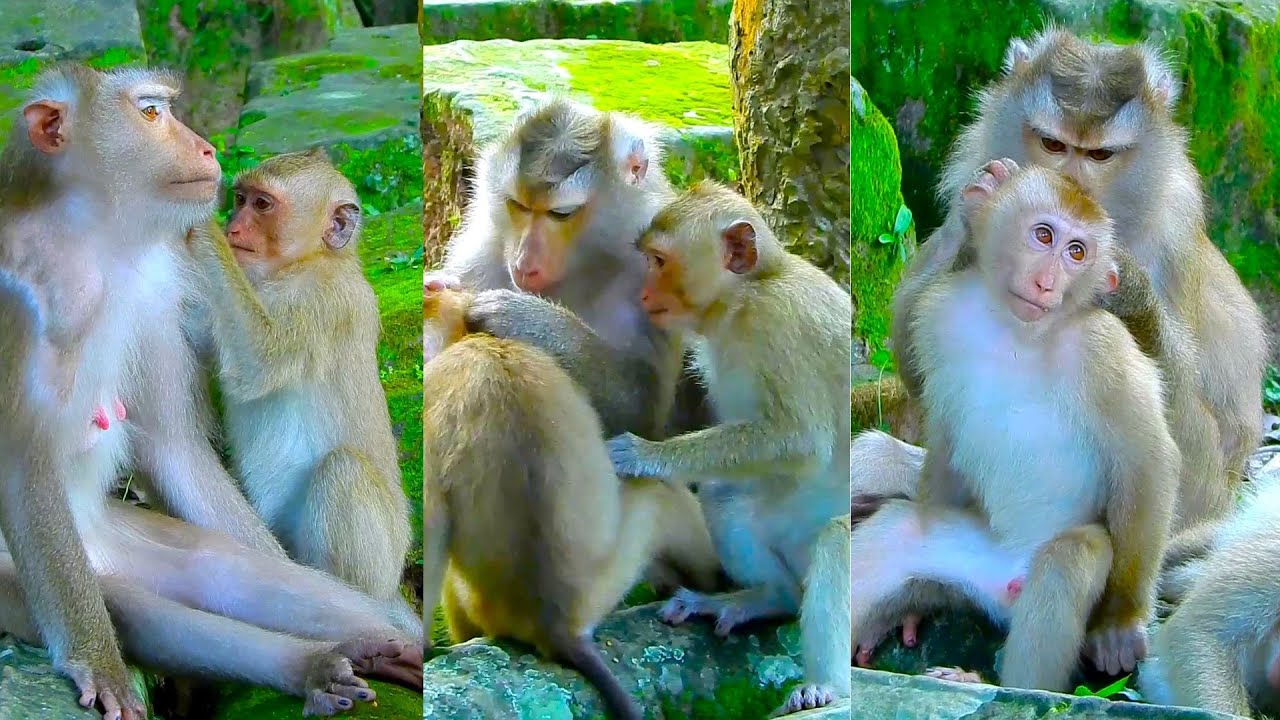 Best Time Of Libby Monkey, Rainbow & Leo Don't Go Out Playing With ...