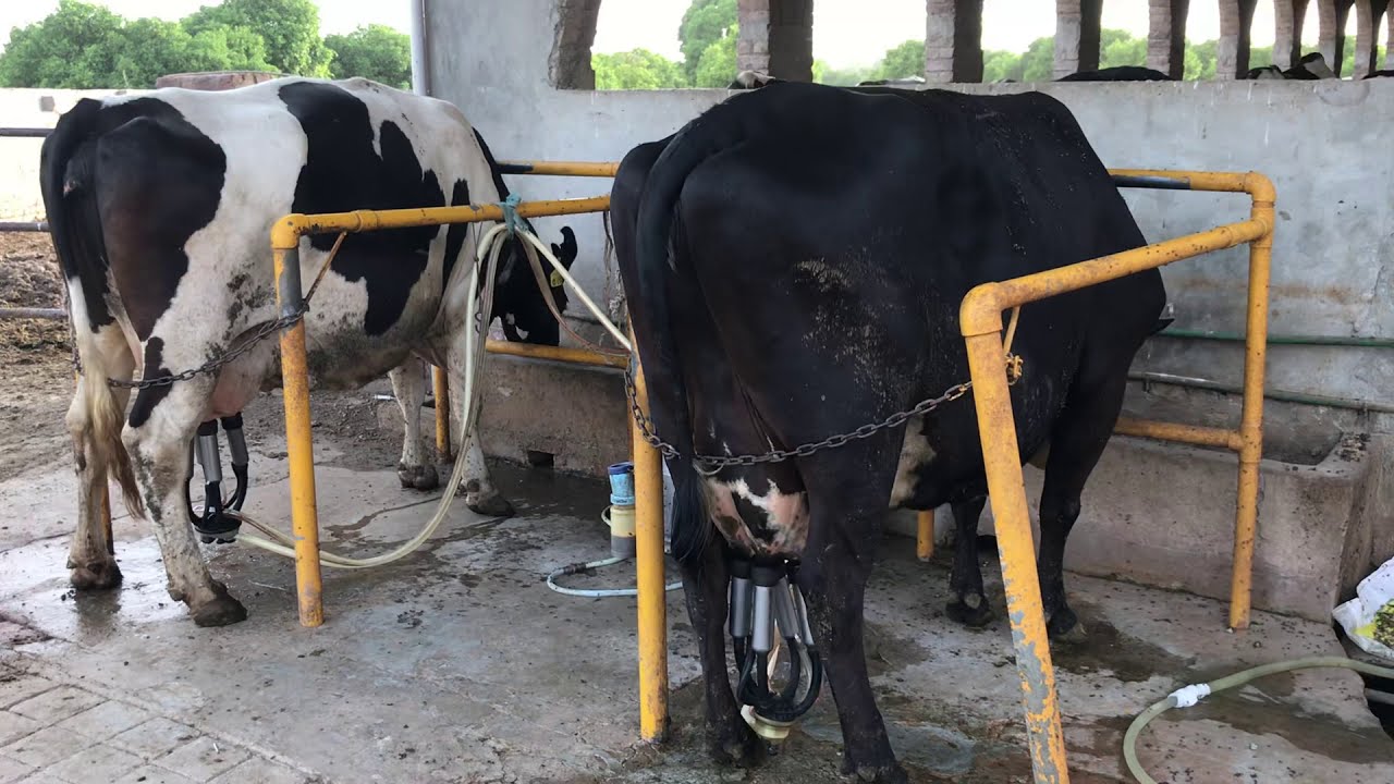 At "Maan Brothers Dairy Farm" Cow Milking Line Bucket System - YouTube