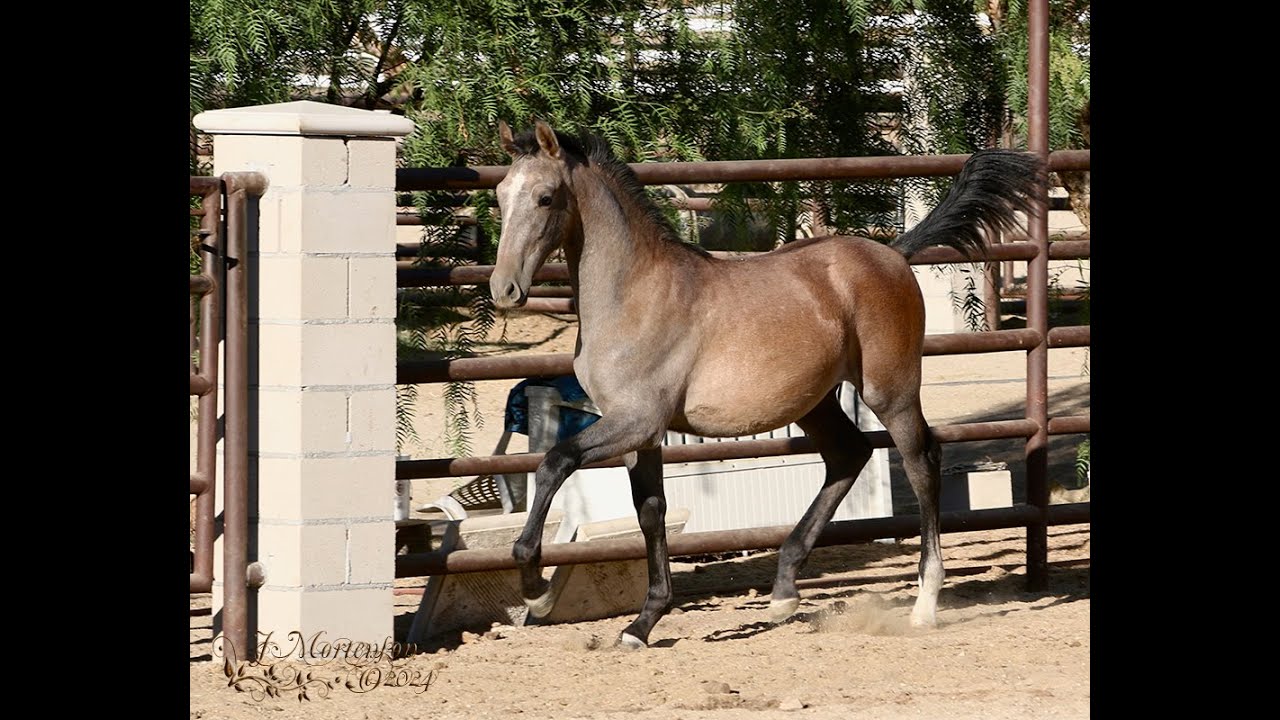 Available - "Loki Moon" 2024 Grey PRE colt - YouTube