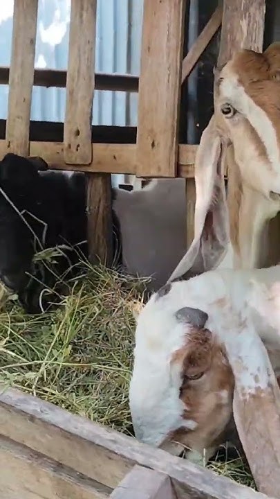 Waktunya kambing makan banyak#shorts #shortvideo #kambing #makan #goat - YouTube